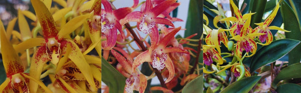 Cool Growing Orchids Australian Dendrobium Hybrids - Brindabella Orchids