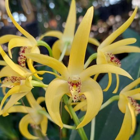 Dendrobium Cosmic Gold 50mm Orchid - Brindabella Orchids